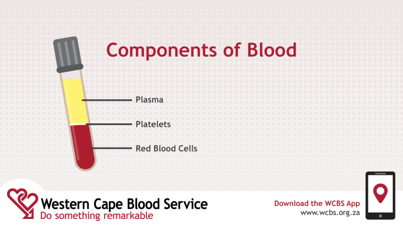The Remarkable Components of Blood